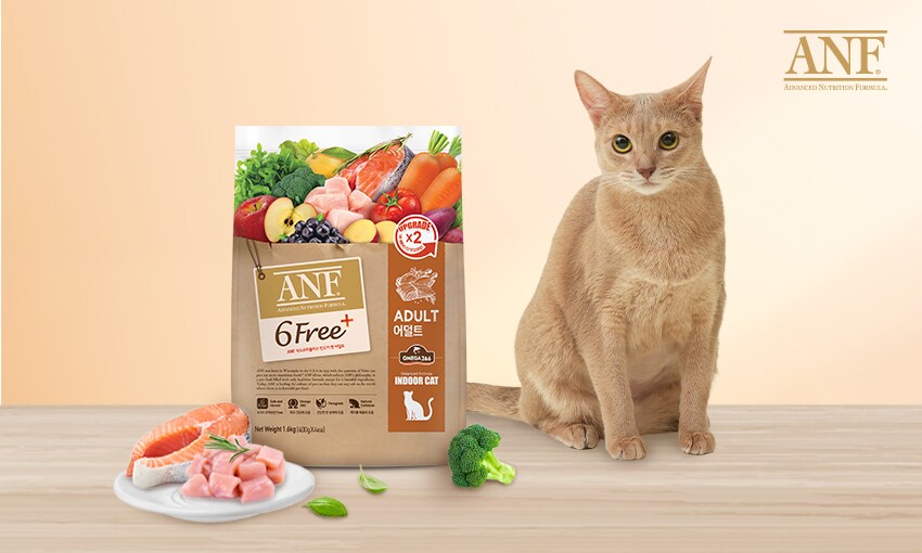 이벤트/쿠폰 > ANF 6FREE플러스 캣